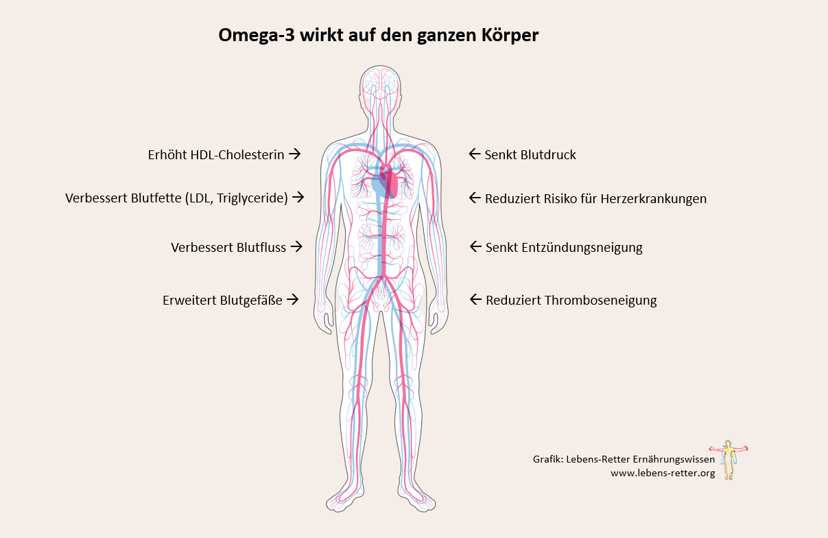 Omega-3-Wirkung - Körper: Übersicht + größte Fehler